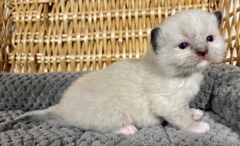 Ragdoll Kittens for sale in Florida Southern Lovin' Ragdolls Breeder ...